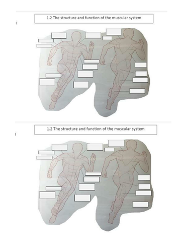 AQA GCSE PE - New Spec 2016 - 1.2 - Muscular system | Teaching Resources
