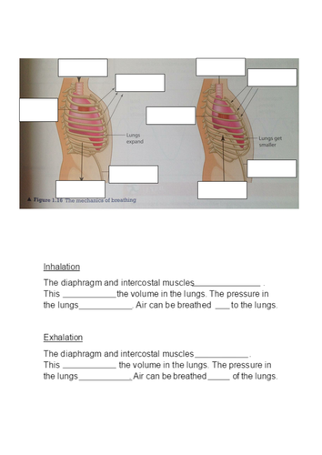 AQA GCSE PE - 2016 New Spec - 1.3 - The Respiratory System | Teaching ...