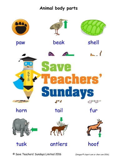 Animal Body Parts EAL/ESL Worksheets, Games, Activities and Flash Cards ...