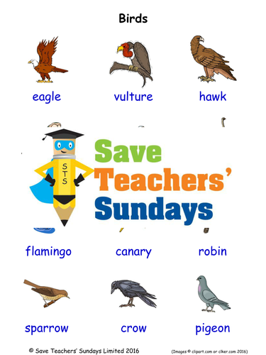Birds EAL/ESL Worksheets, Games, Activities and Flash Cards (with audio ...