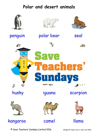 Polar and Desert Animals EAL/ESL Worksheets, Games, Activities and ...