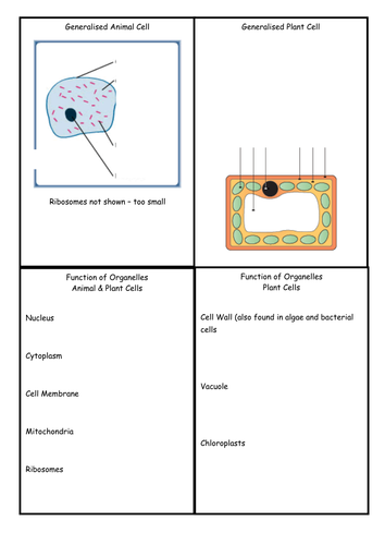 Revision flashcards for new AQA GCSE Biology (9-1( CELLS | Teaching ...