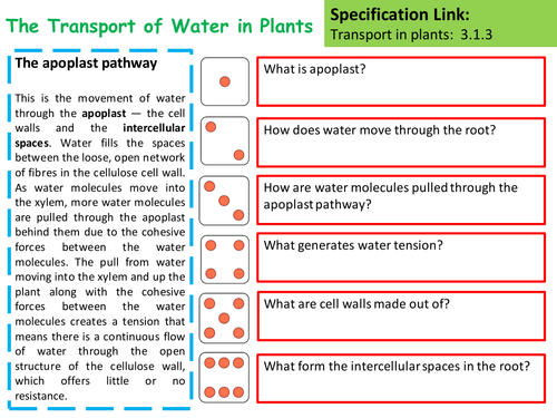 A Level Biology Water Movement in Plants Lesson & Activities | Teaching ...