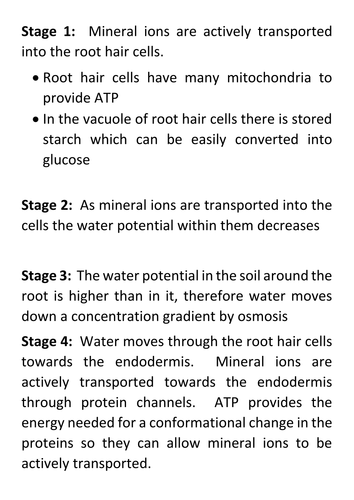 A Level Biology Water Movement in Plants Lesson & Activities | Teaching ...