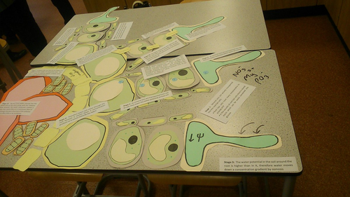 A Level Biology Water Movement in Plants Lesson & Activities | Teaching ...