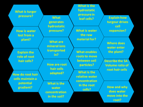 A Level Biology Water Movement in Plants Lesson & Activities | Teaching ...