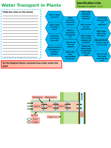 A Level Biology Water Movement in Plants Lesson & Activities | Teaching ...