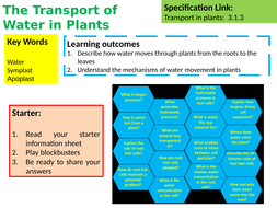 A Level Biology Water Movement in Plants Lesson & Activities | Teaching ...