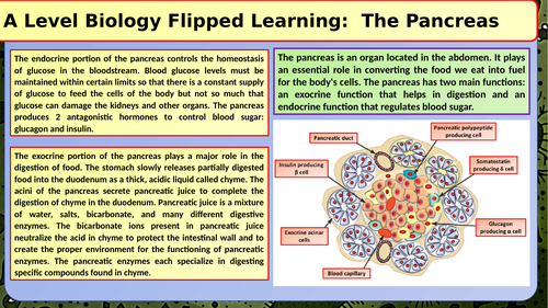 A Level Biology Structure of the Pancreas Lesson & Activities ...