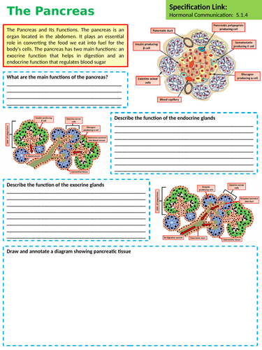 A Level Biology Structure Of The Pancreas Lesson And Activities