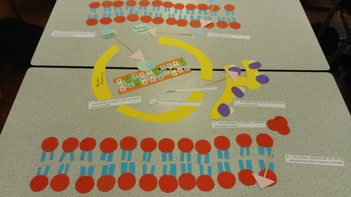 New OCR A Level Biology Adrenaline & Hormonal Communication Lesson ...
