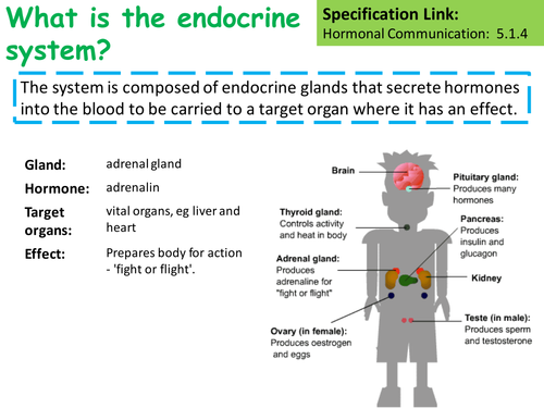New OCR A Level Biology Adrenaline & Hormonal Communication Lesson ...