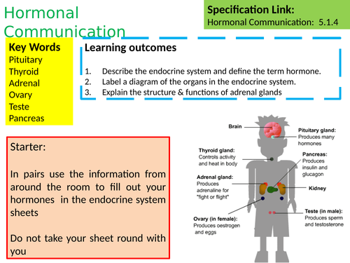 New OCR A Level Biology Adrenaline & Hormonal Communication Lesson ...