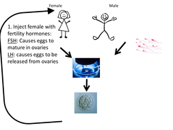 Brilliant lesson on IVF (In vitro fertilisation) | Teaching Resources