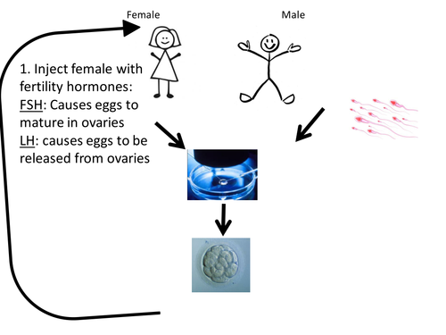 Brilliant lesson on IVF (In vitro fertilisation) | Teaching Resources