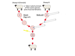 Lesson on Adult cell cloning. | Teaching Resources