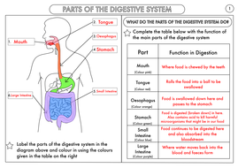 Year 4 Science: Animals, including humans- digestion, teeth and food ...