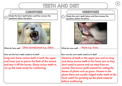Year 4 Science: Animals, including humans- digestion, teeth and food ...