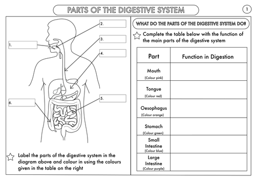 Digestive System Worksheet For Grade 4