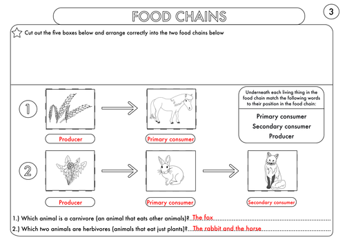 Year 4 Science: Animals, including humans- digestion, teeth and food ...