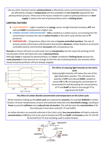 Biology A-Level OCR Revision Notes - Photosynthesis and ATP Synthesis ...