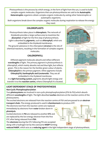 Biology A-Level OCR Revision Notes - Photosynthesis and ATP Synthesis ...