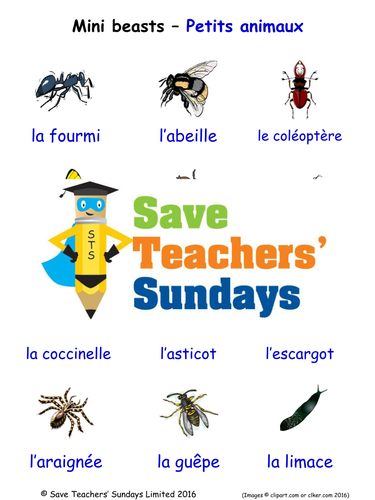 Mini-beasts in French Worksheets, Games, Activities and Flash Cards ...