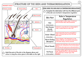 GCSE Biology: Homeostasis Worksheet Pack | Teaching Resources