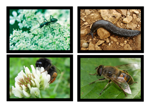 EYFS minibeasts pack- beasts, bugs and insects- mini beasts | Teaching ...