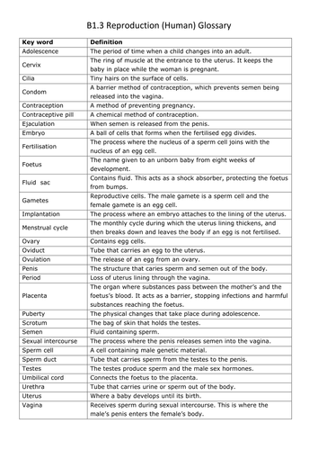 Activate Year 7 Biology - B1.3 Reproduction (Human) - Keyword ...