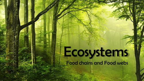Food Chains (and Food Webs Introduction) (PowerPoint) | Teaching Resources