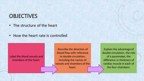 Structure and Function of the Heart (AS Level Biology AQA) | Teaching ...