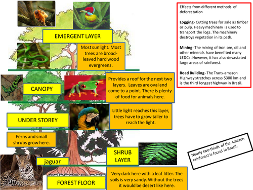 Deforestation of the Rainforest | Teaching Resources