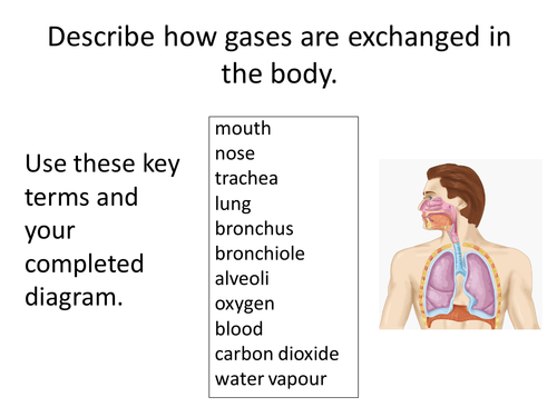 KS3 - The body - Skeleton, Muscles and Respiration - COMPLETELY ...
