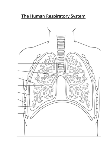KS3 - The body - Skeleton, Muscles and Respiration - COMPLETELY ...