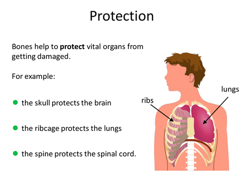 KS3 - The body - Skeleton, Muscles and Respiration - COMPLETELY ...
