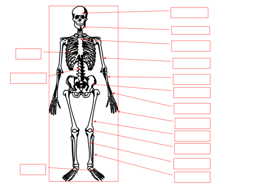 KS3 - The body - Skeleton, Muscles and Respiration - COMPLETELY ...