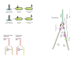DNA replication and the Semi-conservative model | Teaching Resources
