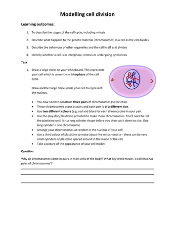 Modelling cell division | Teaching Resources