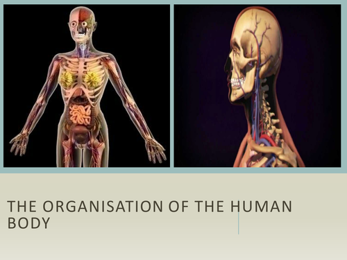 The organisation of the human body | Teaching Resources