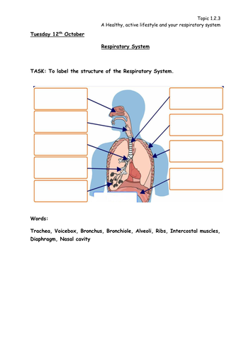 Edexcel GCSE PE - body systems - cardiovascular, muscular, respiratory ...