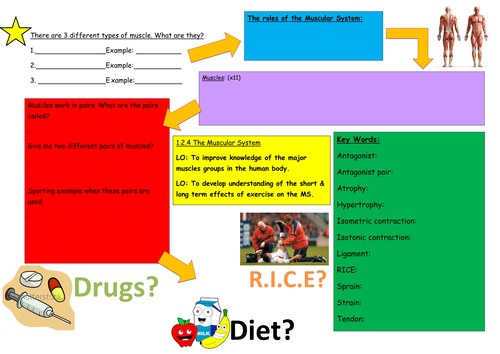 Edexcel GCSE PE - body systems - cardiovascular, muscular, respiratory ...