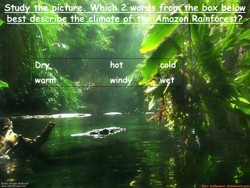Brazil Topic: Plants of the Amazon Rainforest (KS3 Whole lesson ...