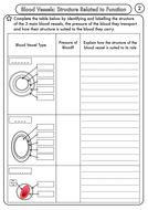 A Level Biology Resource Pack on Circulation and Blood Vessels ...