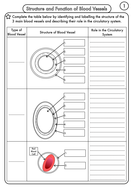 A Level Biology Resource Pack on Circulation and Blood Vessels by ...