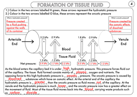 A Level Biology Resource Pack on Circulation and Blood Vessels by ...