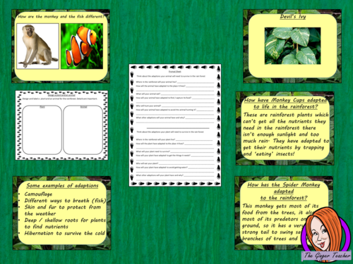 Rainforest Animal and Plant Adaptions - Complete STEAM Lesson ...
