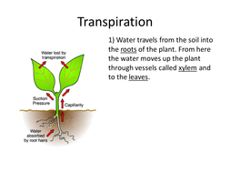 Process of transpiration and storyboard worksheet/template. New AQA ...