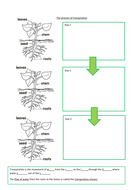 Process of transpiration and storyboard worksheet/template. New AQA ...