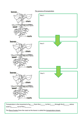 Process of transpiration and storyboard worksheet/template. New AQA ...